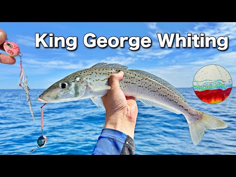The BEST KG Whiting fishing I have EVER experienced! You NEED to try these Bottom Worms!!