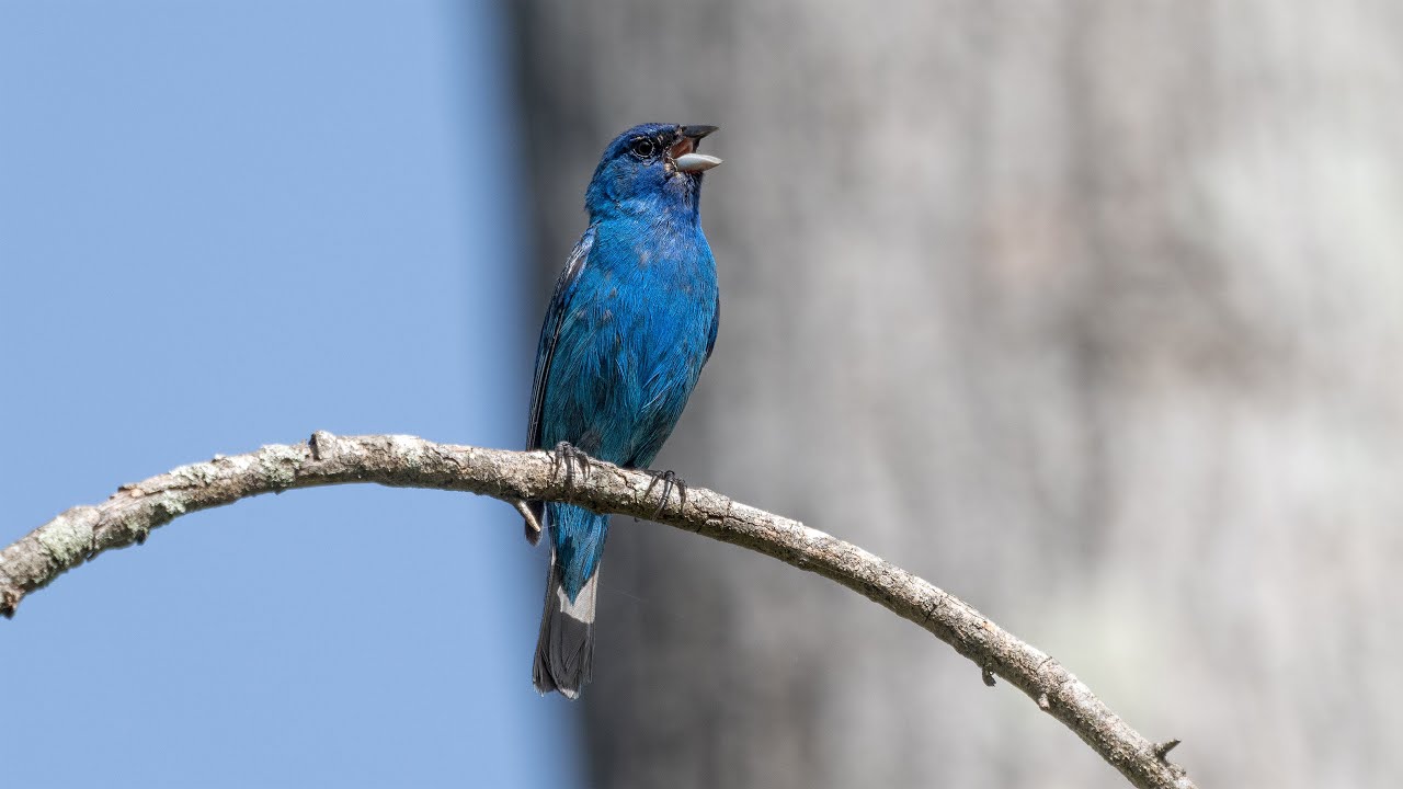 Singing Indigo Bunting, Sony A1/Sony Alpah1, 4k - YouTube