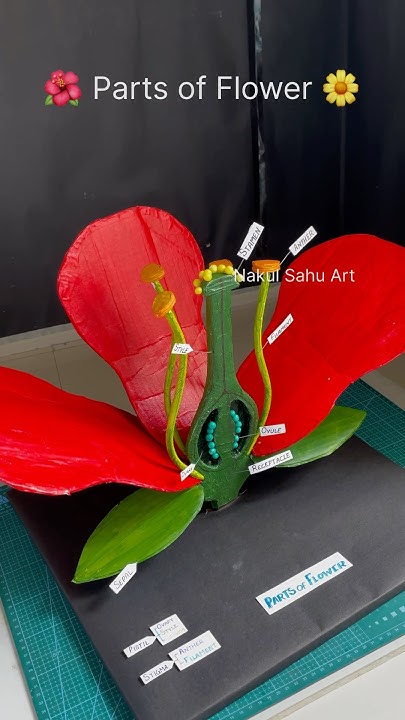 Parts of flower 3d model science project for #biology #youtubeshorts ...
