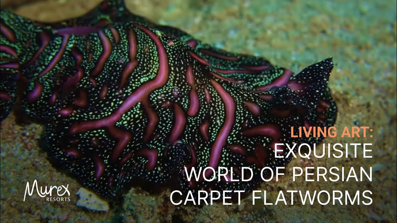 Swimming with Enchanting Persian Carpet Flatworm - YouTube