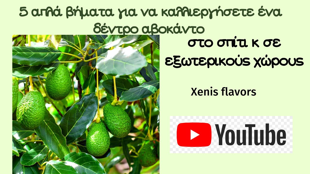 5 ΒΗΜΑΤΑ ΓΙΑ ΚΑΛΛΙΕΡΓΕΙΑ ΑΒΟΚΑΝΤΟ ΣΤΟ ΣΠΙΤΙ Κ ΣΕ ΕΞΩΤΕΡΙΚΟΥΣ ΧΩΡΟΥΣ ...