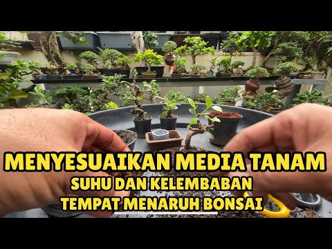 VIDEO 79 || MINI BONSAI PLANTING MEDIA FOR PLACES THAT DON'T RECEIVE FULL SUN