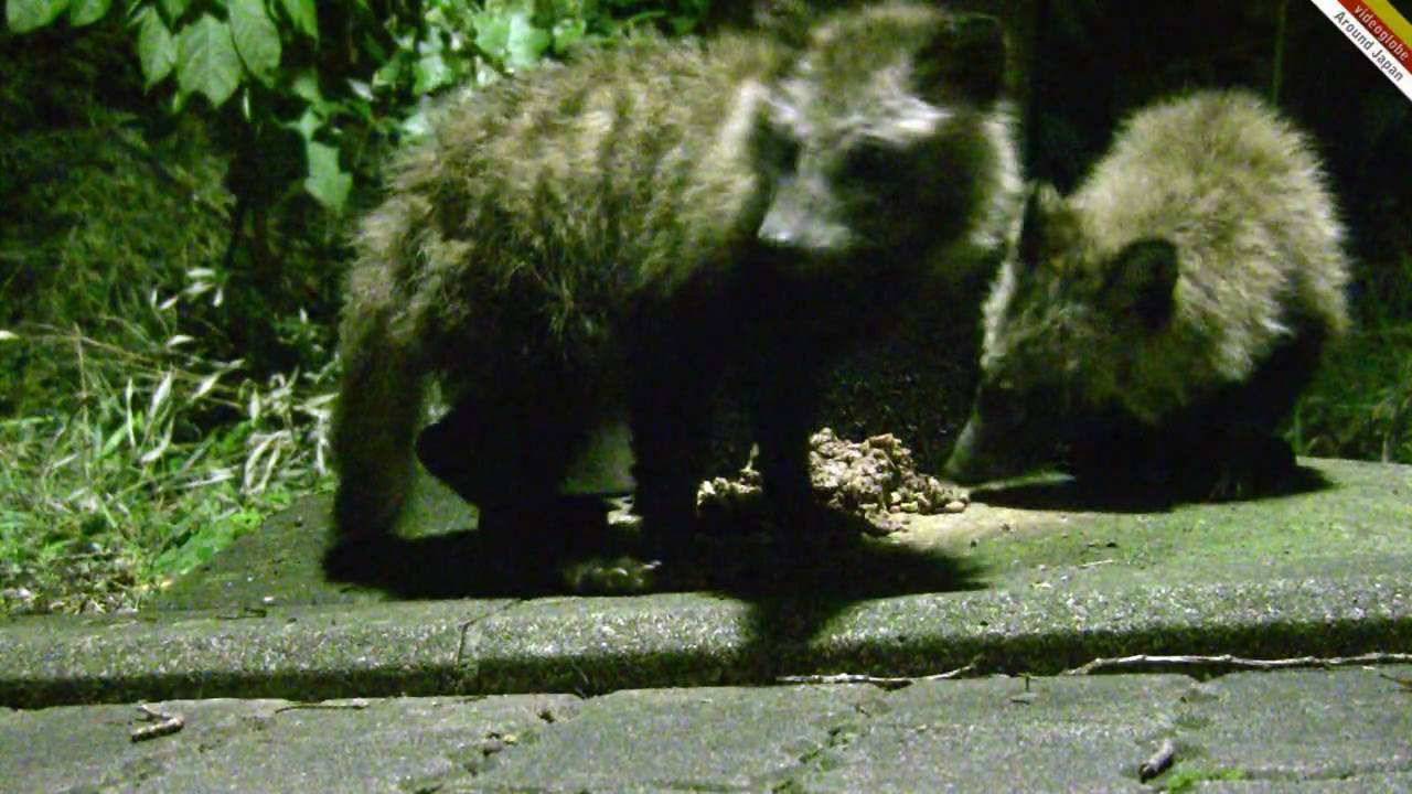 Tanuki eat cereal - YouTube