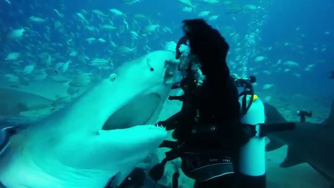 Shark Addicts - 10.25.14 Bulls & Lemons - YouTube