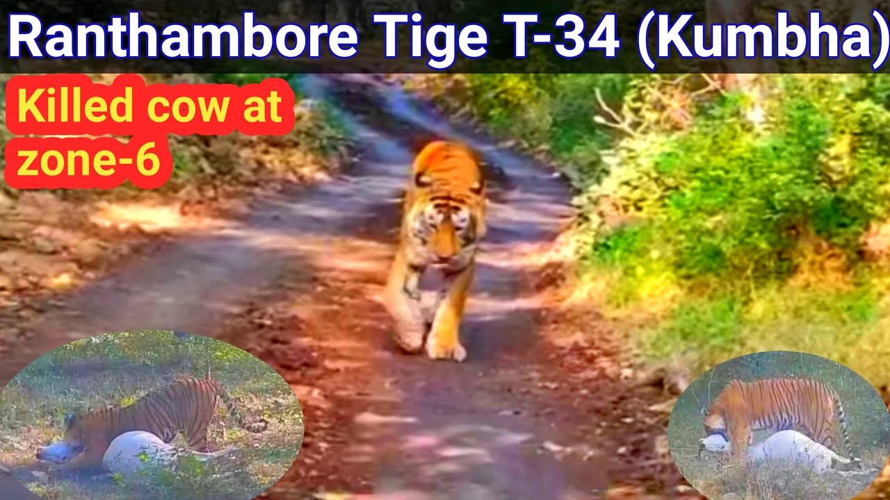 Tiger attack a cow in Ranthambor national park at zone 6 - YouTube