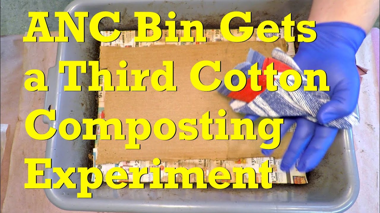 3rd Cotton composting test in African nightcrawler worm bin ...