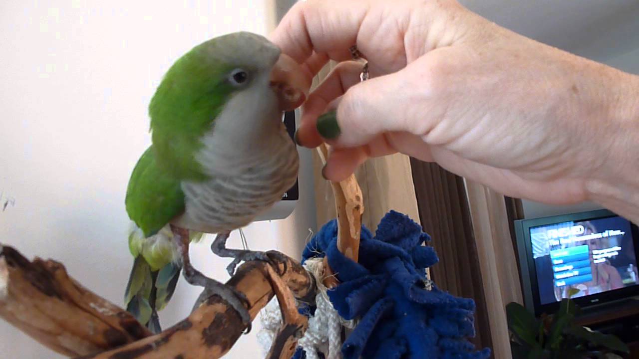 SHEENA, MY QUAKER PARROT TALKING ON VIDEO !!! - YouTube