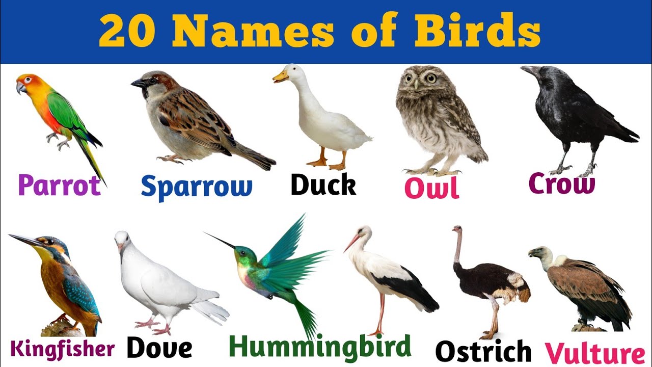 20 Birds Name in English | Birds Name | Vocabulary in english | kids ...
