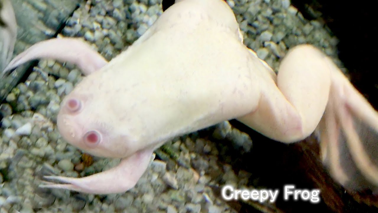 Albino Frog Looks Like Raw Chicken - YouTube