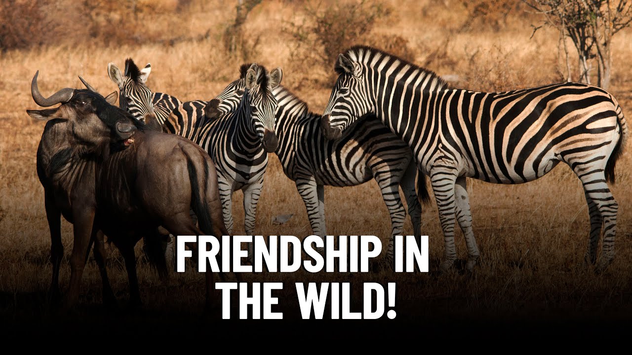The Remarkable Relationship Between Zebras and Wildebeests - YouTube