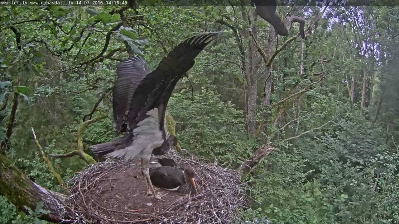 14h18m melnais starkis Storklets make mating attempt - YouTube