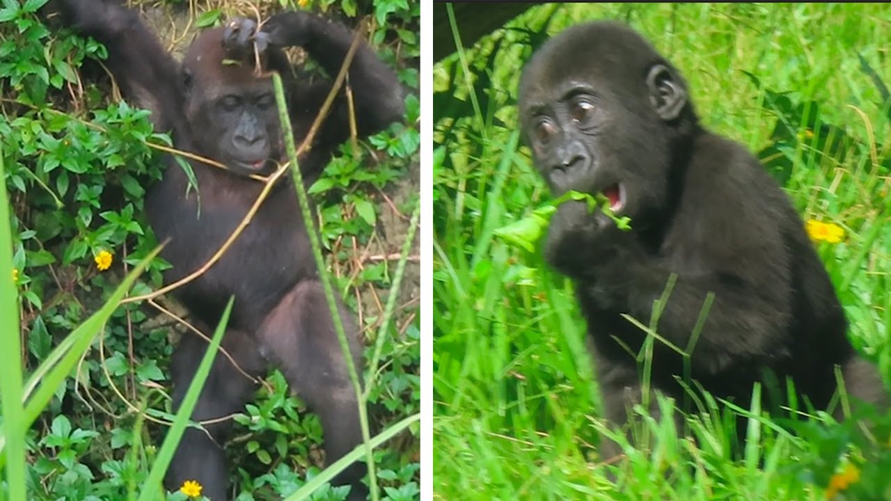 小金剛Jabali滾到壕溝裡🦍👶🏻Baby gorilla Jabali rolls into the trench - YouTube