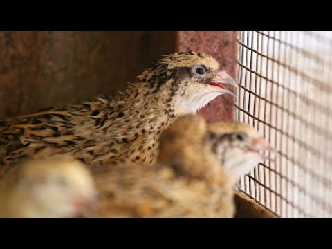 Egészséges és finom is a fürjtojás - de hogyan kell tartani a madarakat?