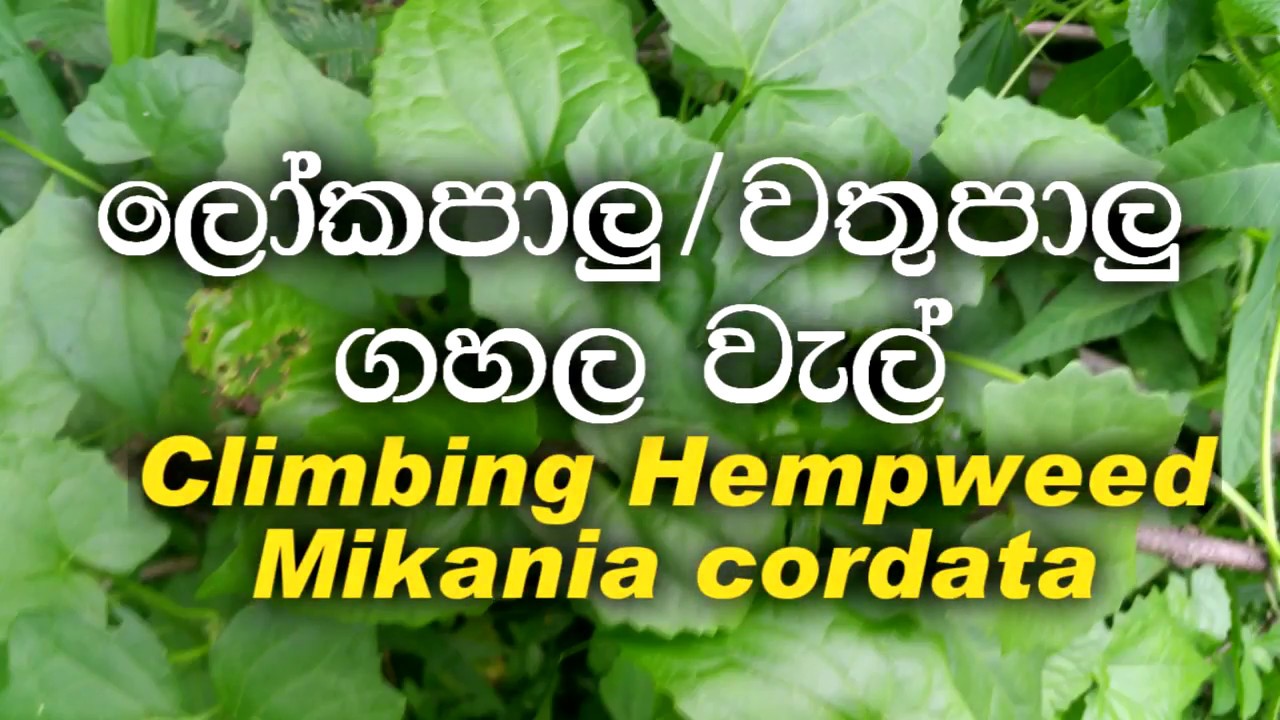 loka palu / wathu palu / gahala wel - Climbing Hempweed - Mikania ...