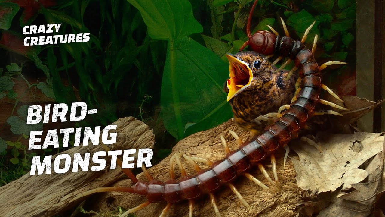 Giant Desert Centipede Eating