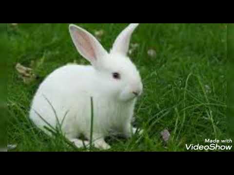 tatlı tavşan fotoğrafları🐰 - YouTube