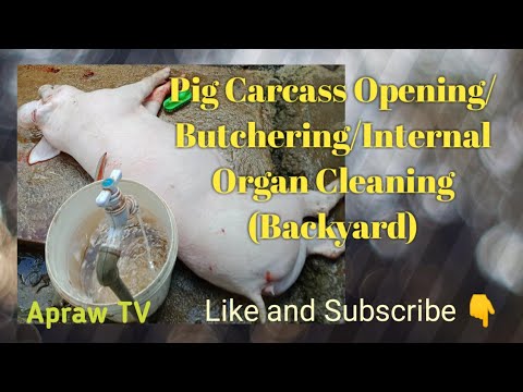 How to do Pig Carcass Opening/Butchering/Internal Organ Cleaning ...
