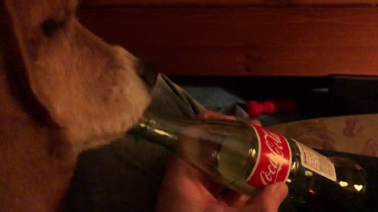 Champ the Beagle drinking Coca Cola 😊 ️ Coke - YouTube