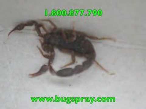 Scorpion alive and close up - YouTube