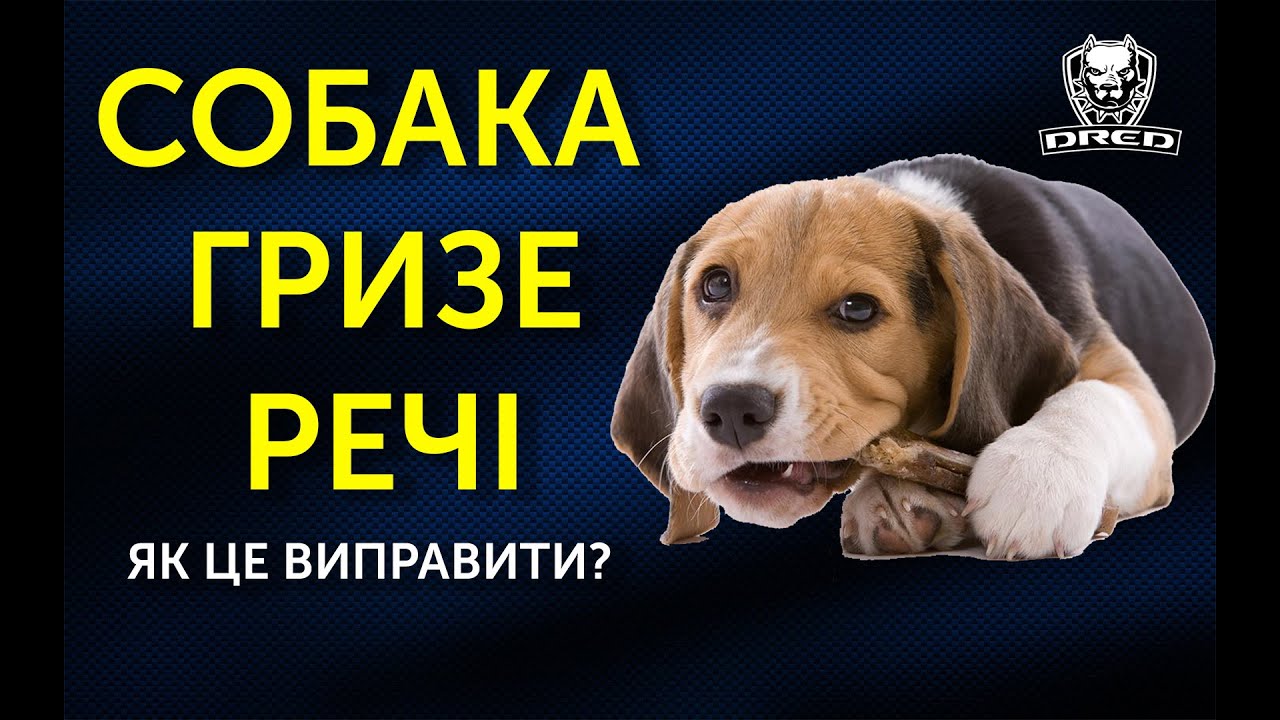 Собака гризе все в домі Що робити 4 поради Youtube