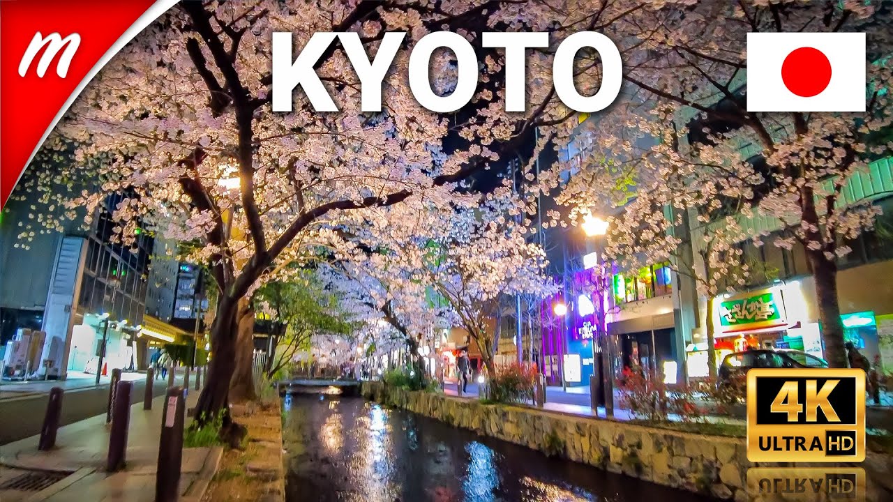 Walking Kyoto at night viewing cherry blossoms along the Takase River ...