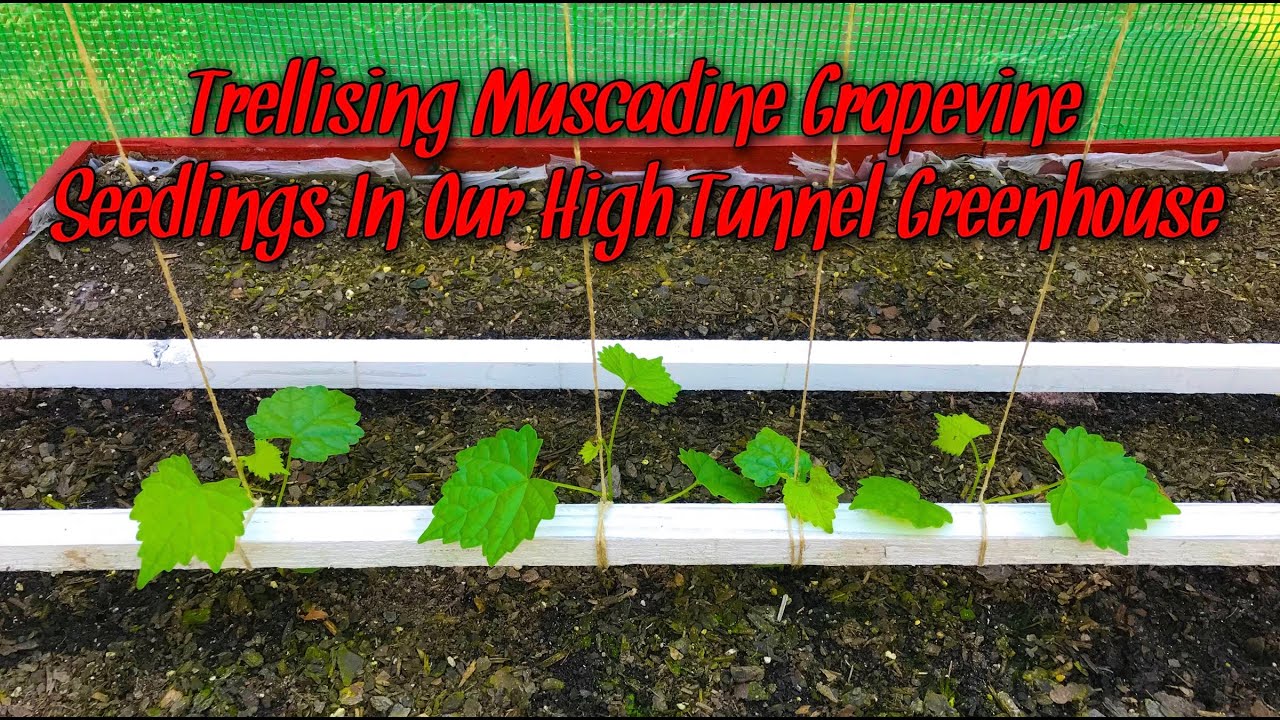 Trellising Muscadine Grapevine Seedlings In Our High Tunnel Greenhouse ...