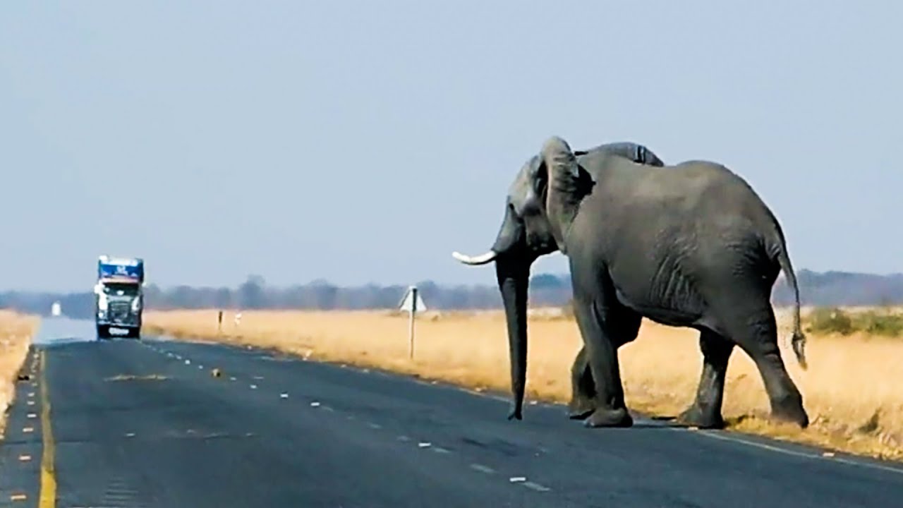 Elephants With Their Beautiful and Amazing Movements. | WOW Top - YouTube