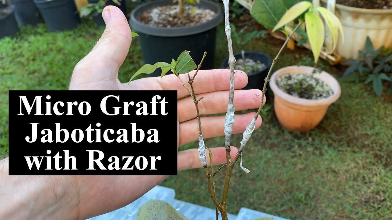 Micro Graft Plinia sp. Grimal Jaboticaba onto Sabara rootstock with ...