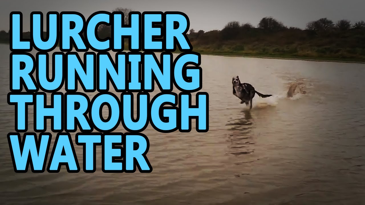 Lurchers running through water - YouTube