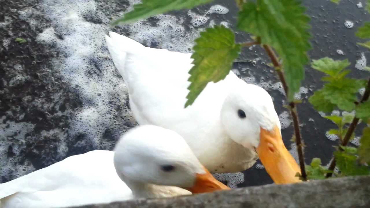 2 tame white ducks - YouTube