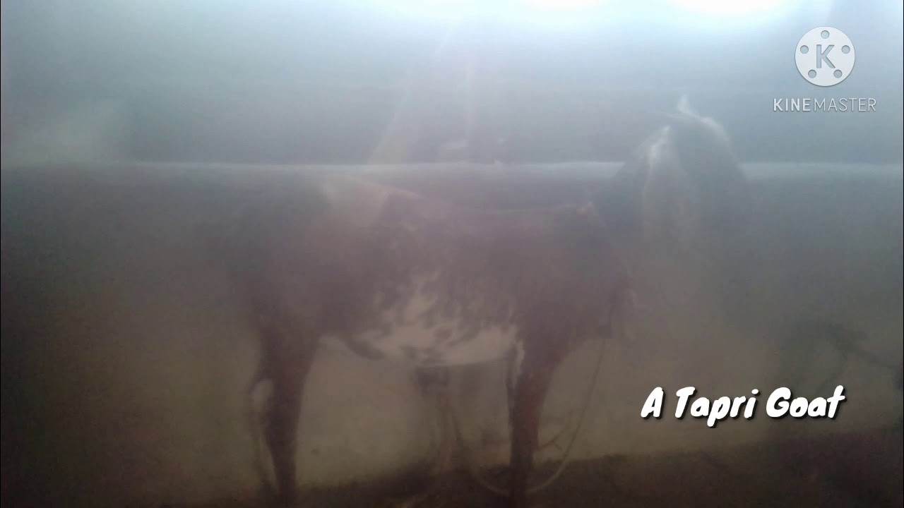 A Tapri goat with his Son - YouTube