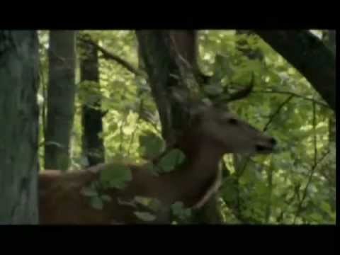 MÜKEMMEL BİR İLAHİ: ZİKR - Cihad Yapım Grafik