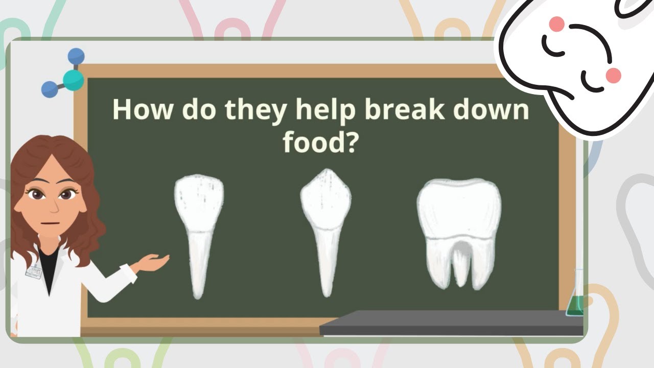 How do our teeth break down food? - YouTube