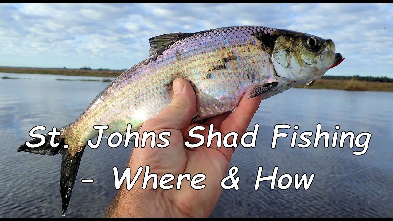 St Johns Shad Fishing - Where & How - YouTube