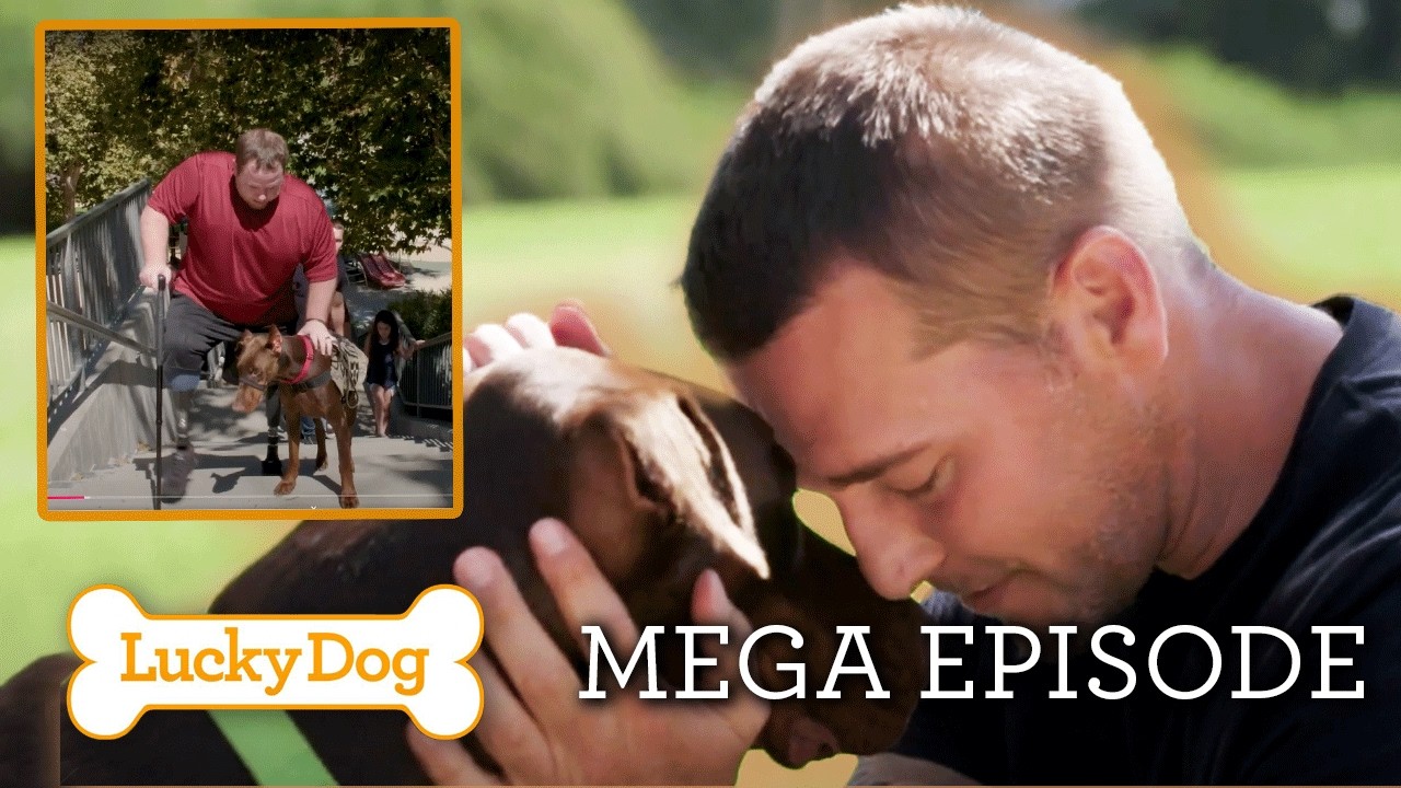 Meet the Service Dogs Who Changed Lives Forever | Lucky Dog Episode ...
