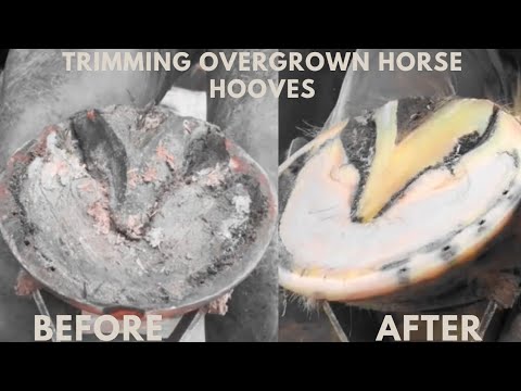 Shire Horse Shoe removal and trimming and cleaning. - YouTube