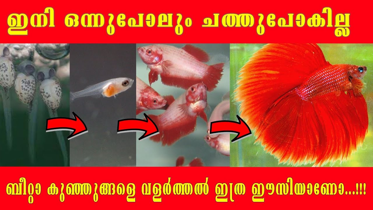 A to Z guide for betta fry care from egg to adult || Betta fish ...