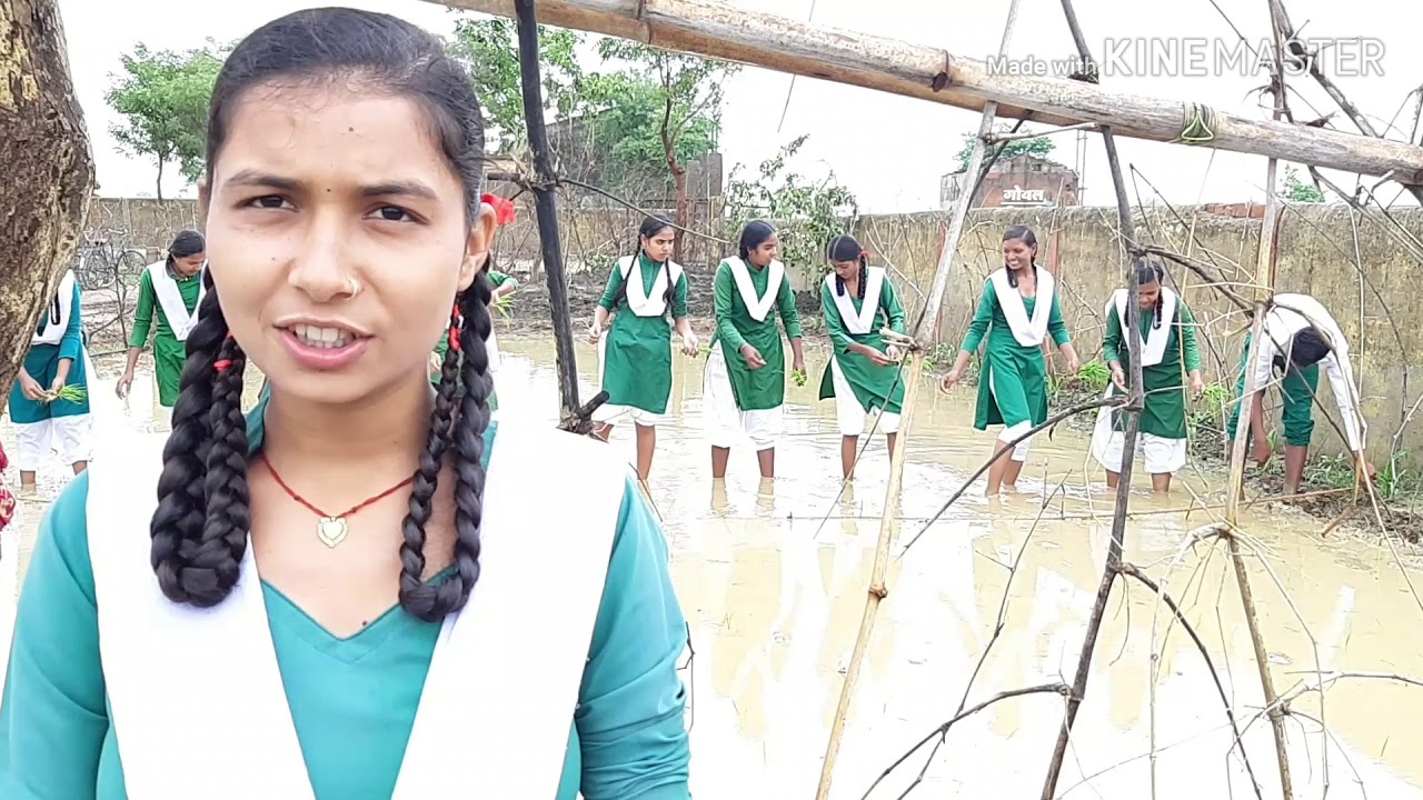 SRI Method of Paddy Cultivation - YouTube