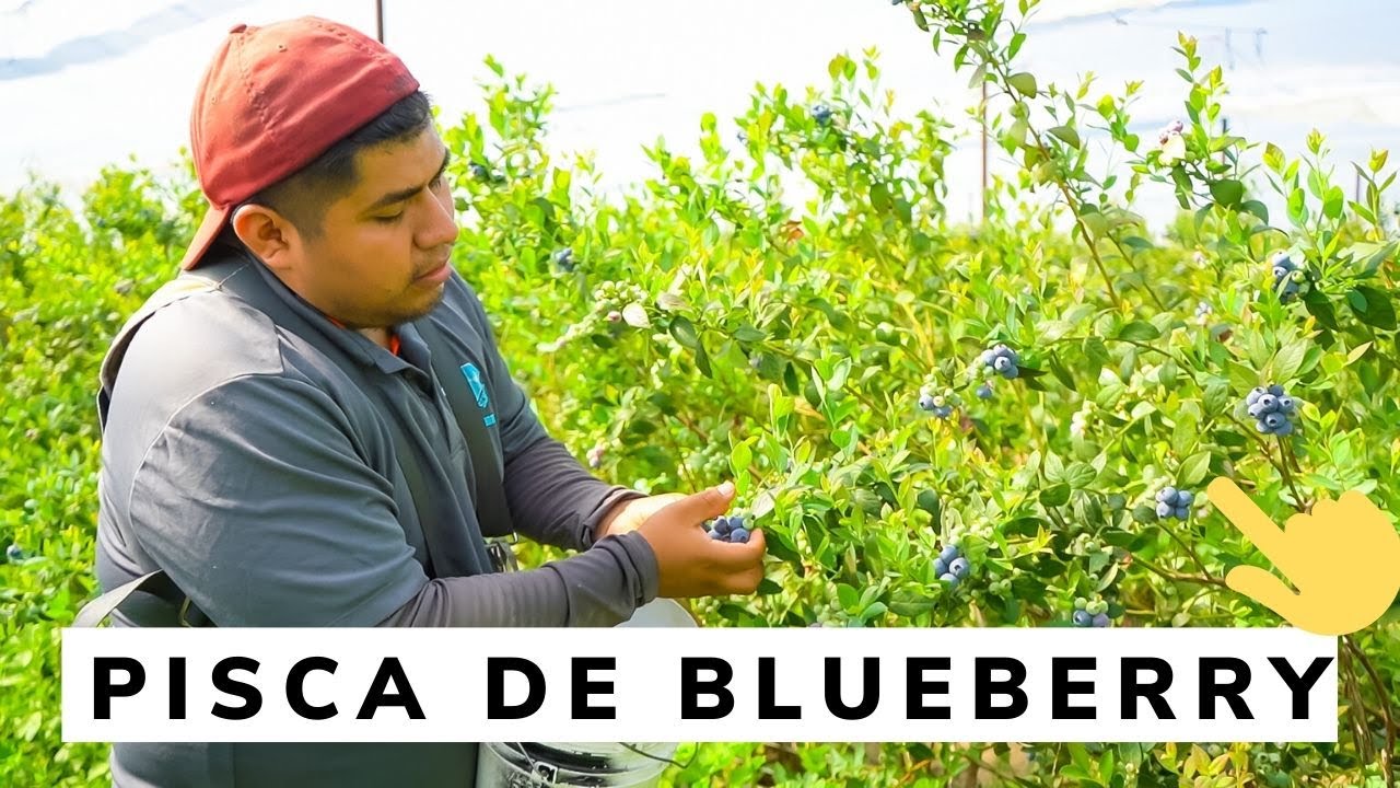 piscando Blueberry | como se pisca Blueberries? - YouTube