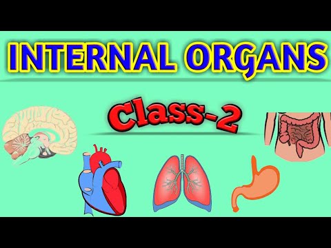 Class 2 OUR BODY Internal Organs SCIENCE Olympiad - YouTube