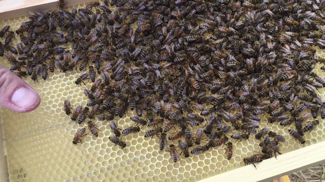 Frames with new comb - YouTube