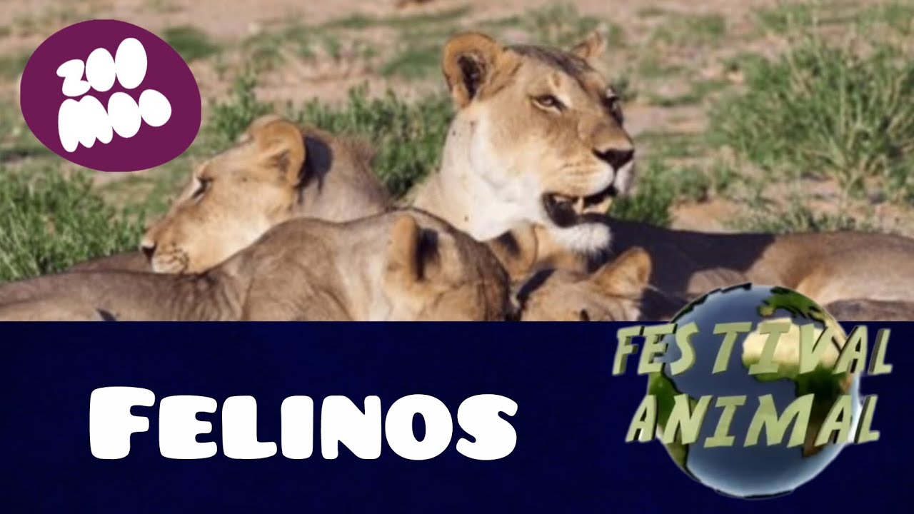 Festival animal (felinos) - YouTube