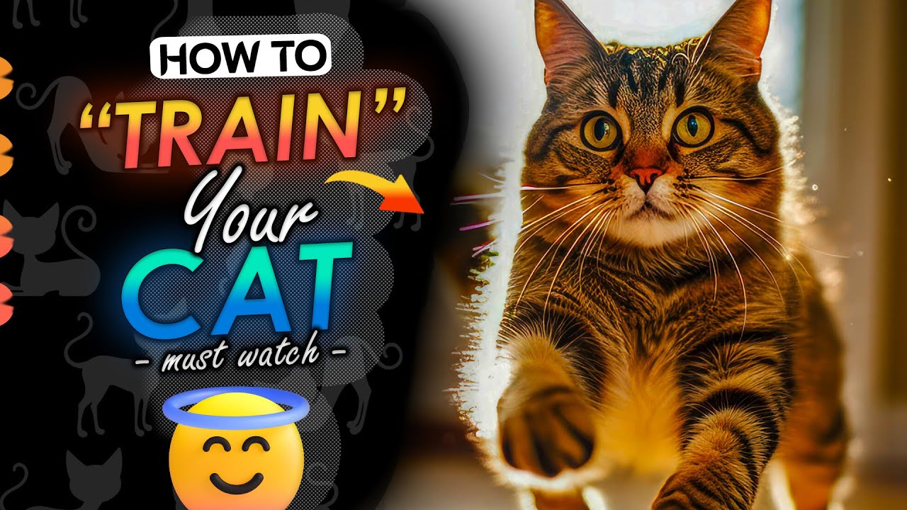 How to Train Your Cat 🐈😽 - YouTube