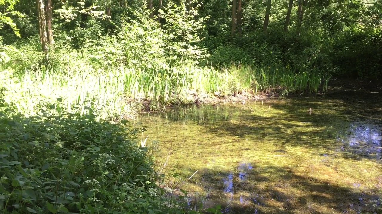 Carr’s Lane Park/Prescot/ United Kingdom - YouTube