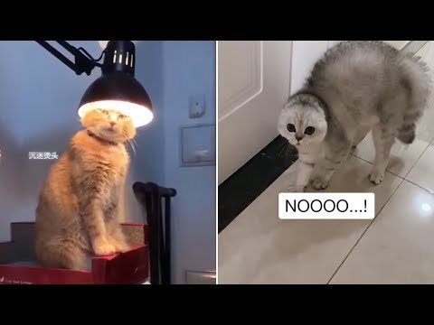 En Komik TikTok Kedileri Derlemesi 😅🐈 | Funniest Cat Videos 🤣
