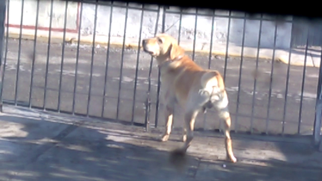 Canejo mi perro - YouTube
