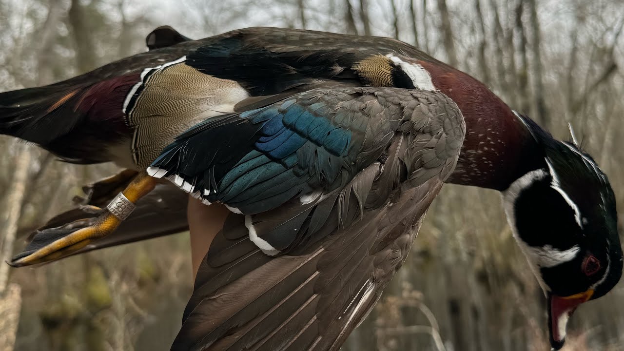 BANDED WOOD DUCK IN NC - YouTube