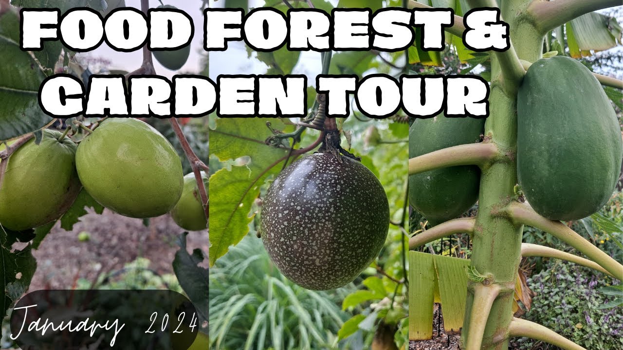 Winter Suburban Food Forest & Garden Tour | Zone 10A - YouTube