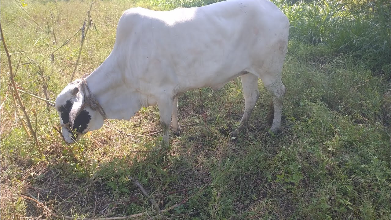 deoni cows and calves#deoni cow - YouTube