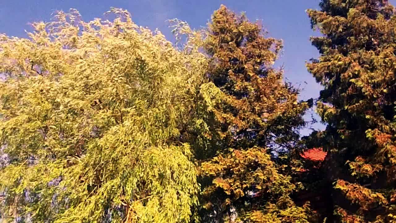 FREE natural motion background 003 - YouTube